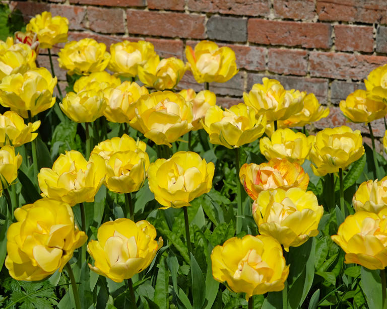 8 unique tulip varieties to spice up your spring garden with bold ...
