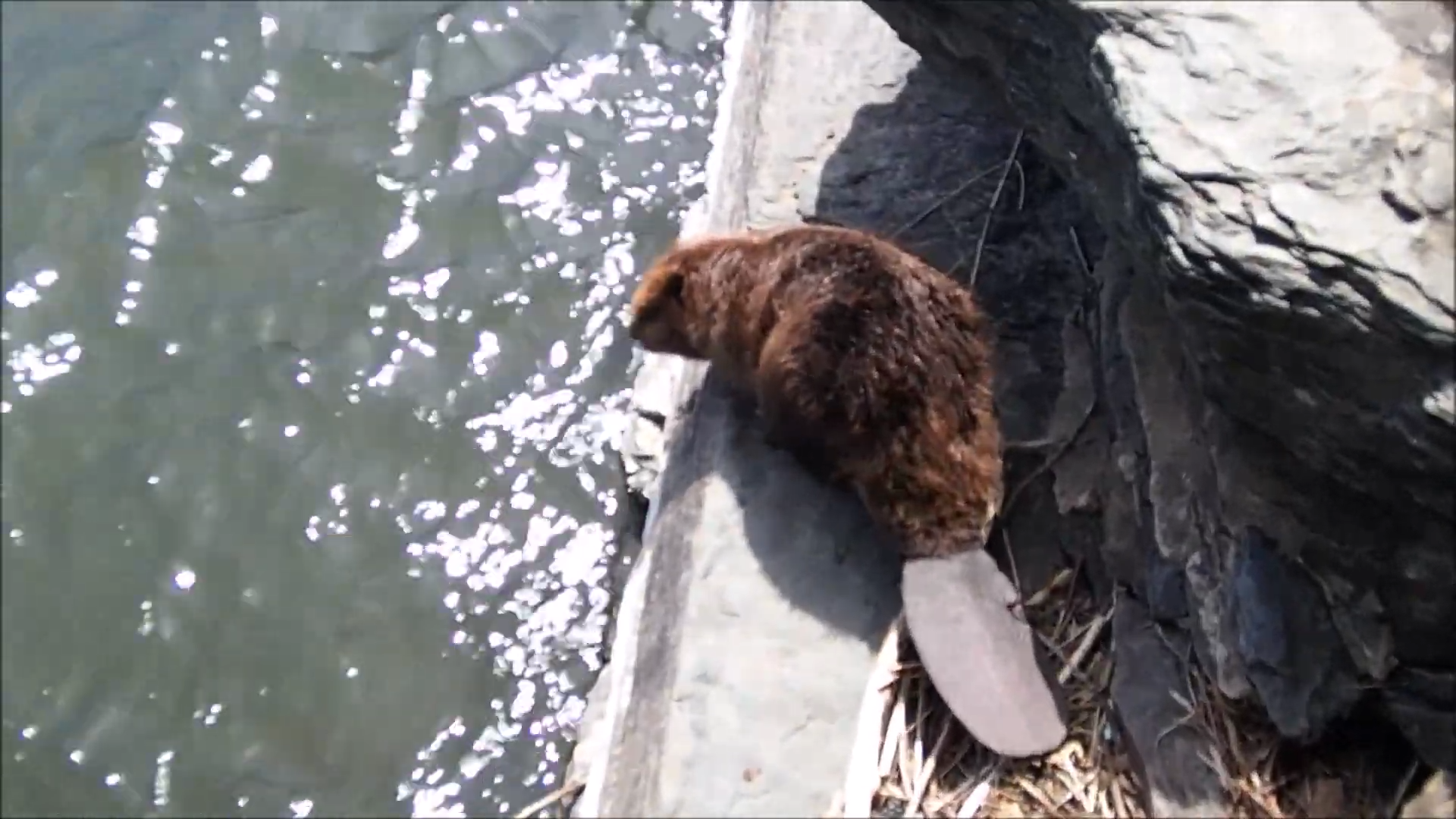 Beaver gets too close for comfort