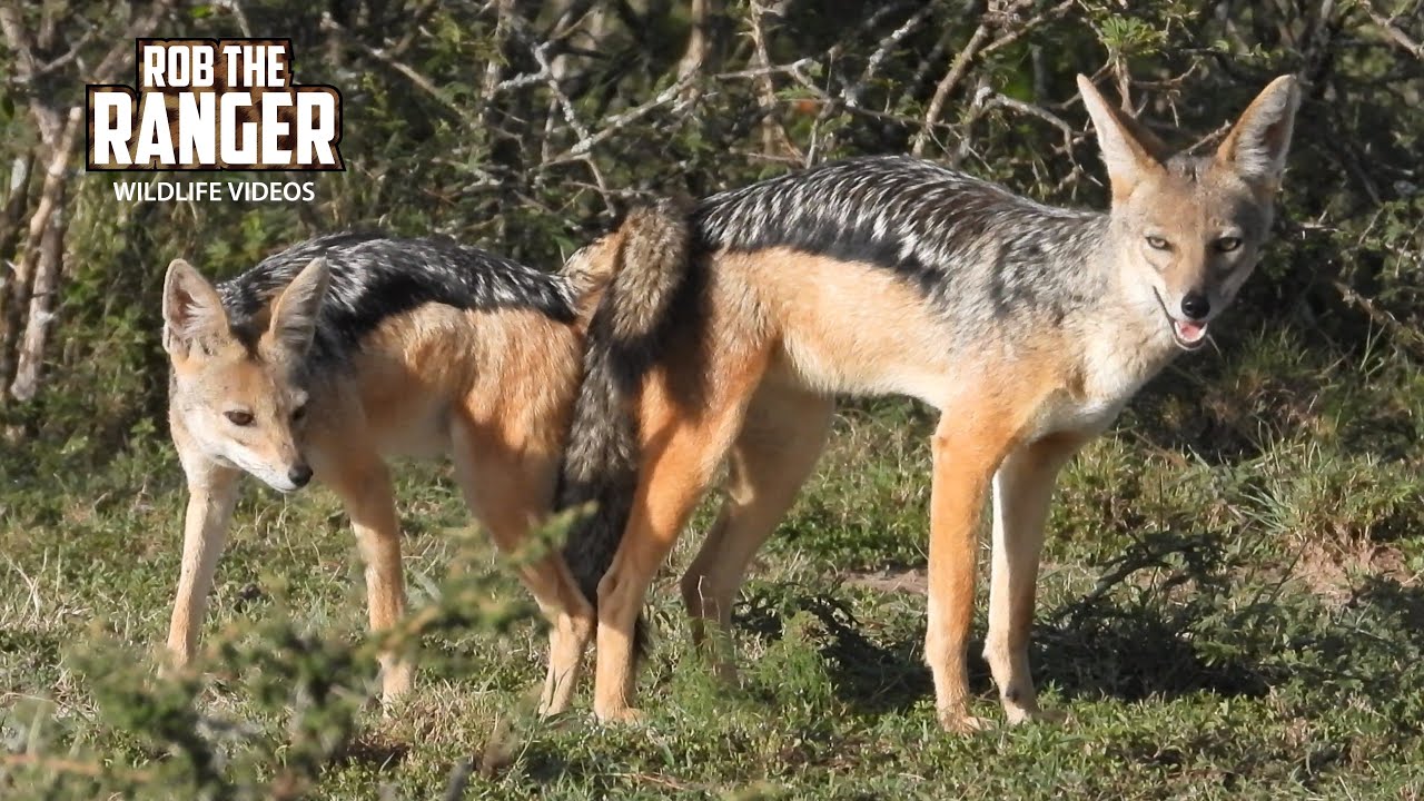 Wild jackals are stuck together in a very rare safari moment