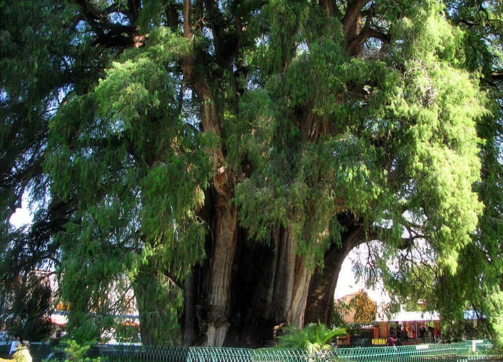 12 unexpected roadside attractions in Mexico that add fun between ...