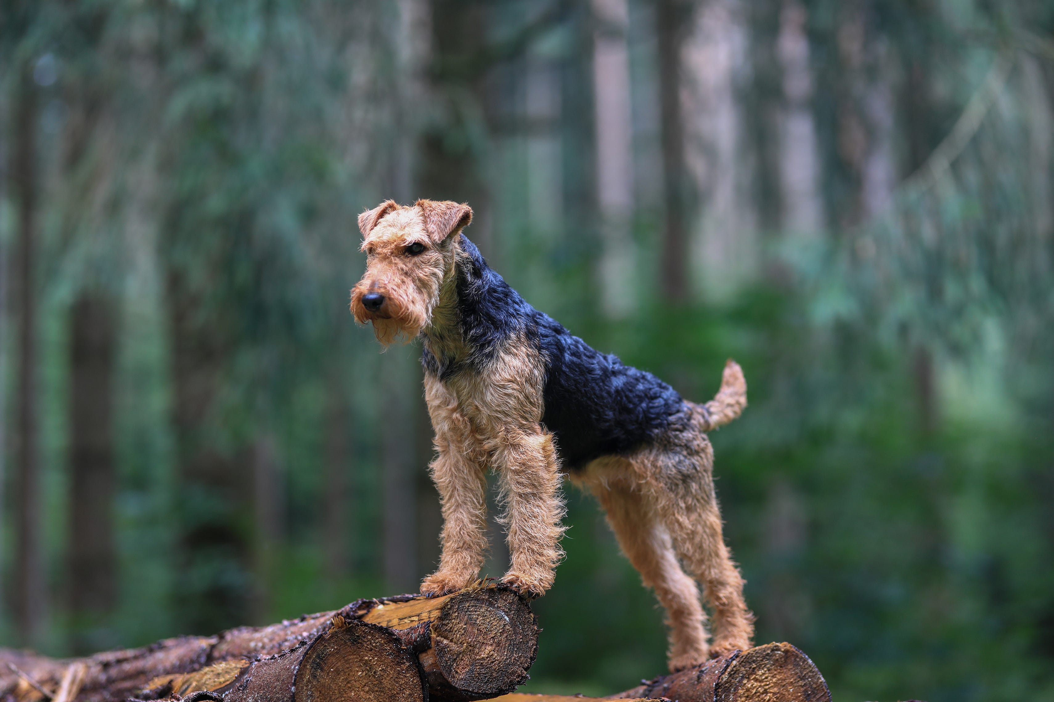 Bearded breeds: 5 adorable dogs with beards – including distinguished ...