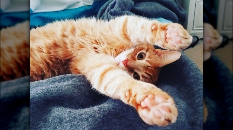 Please enjoy these pics of perfectly pink kitty toe beans