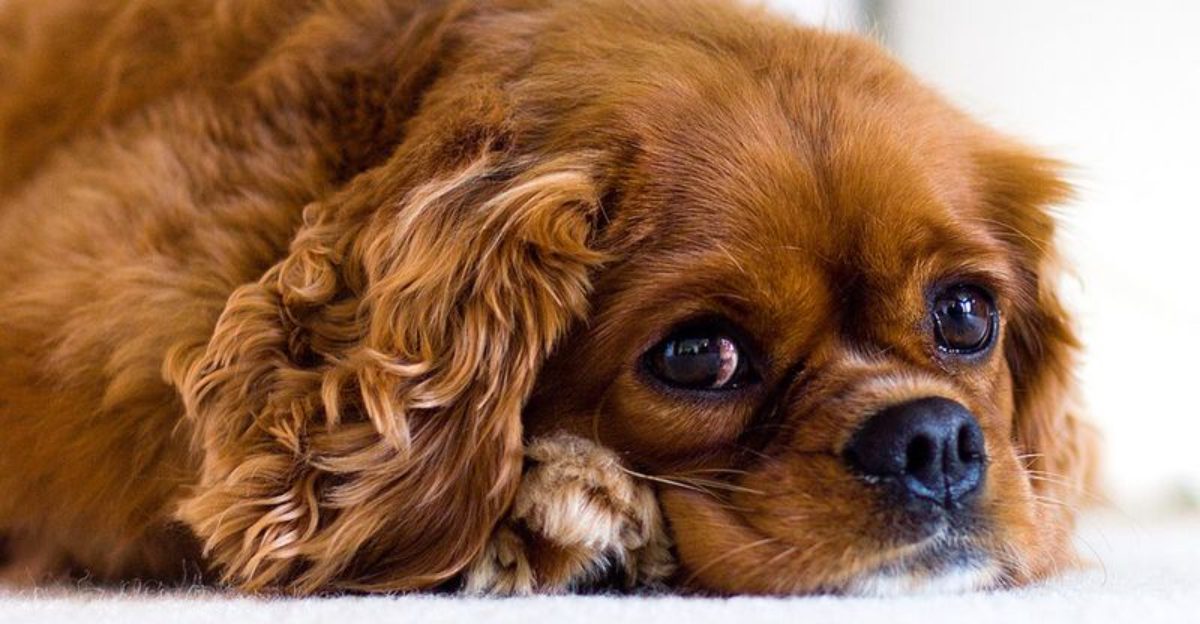 These 13 dogs are lovable – but not great guards