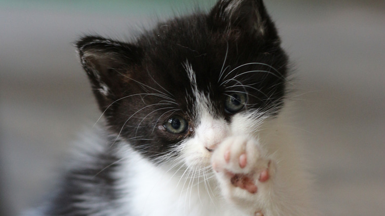 Please enjoy these pics of perfectly pink kitty toe beans