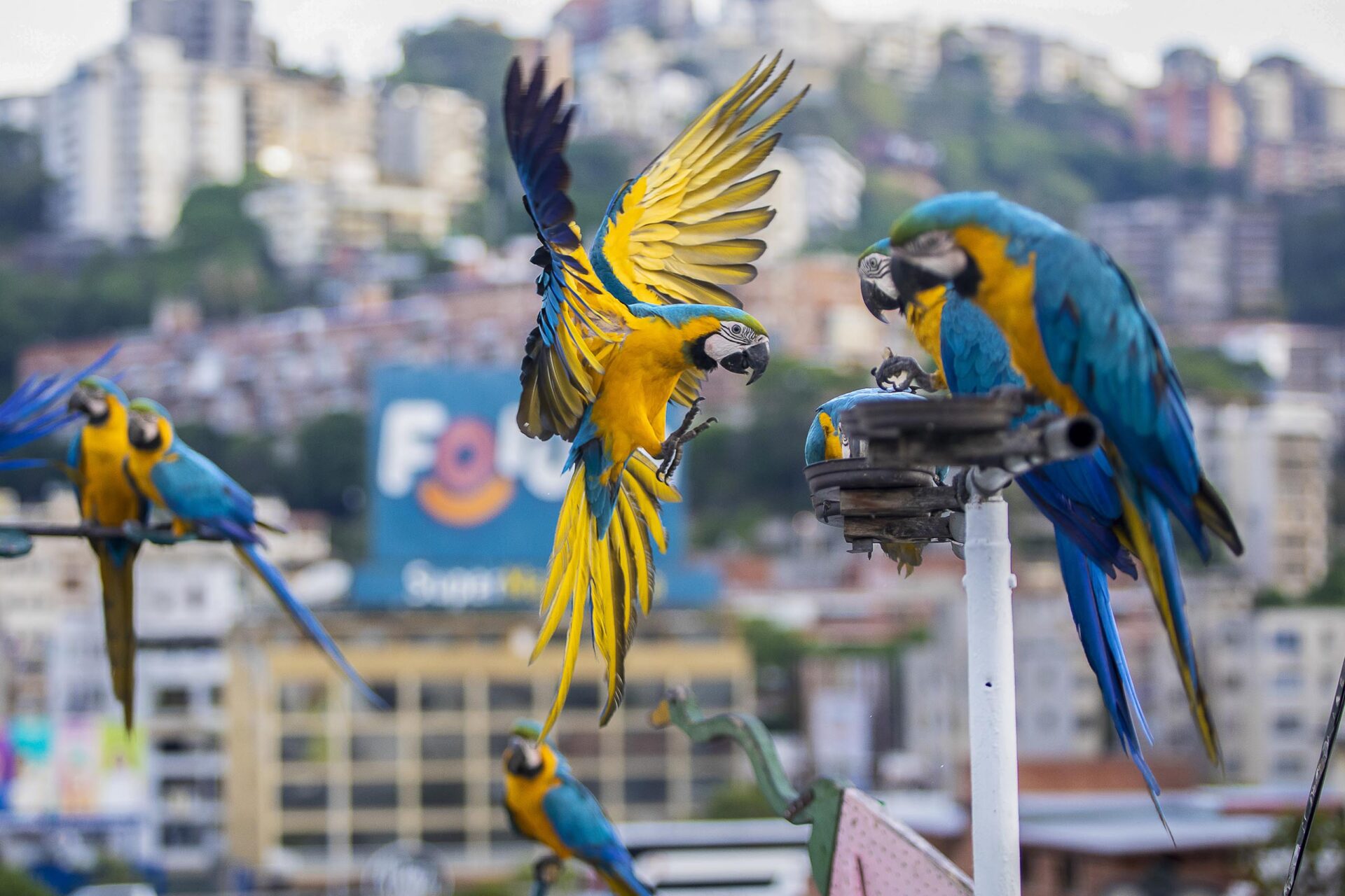 200 years later: The return of the macaw to Rio de Janeiro