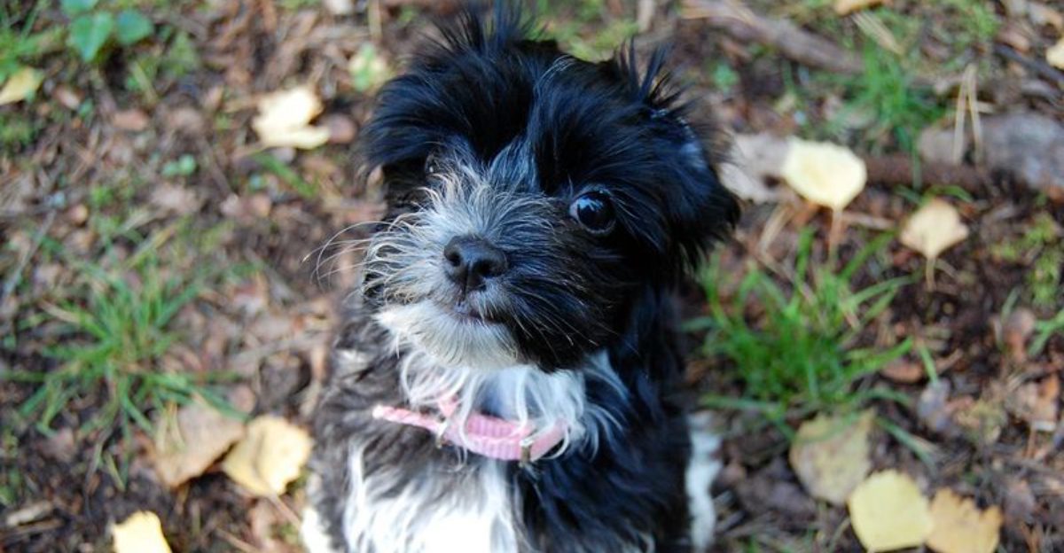No matter your routine, these 14 breeds can adapt