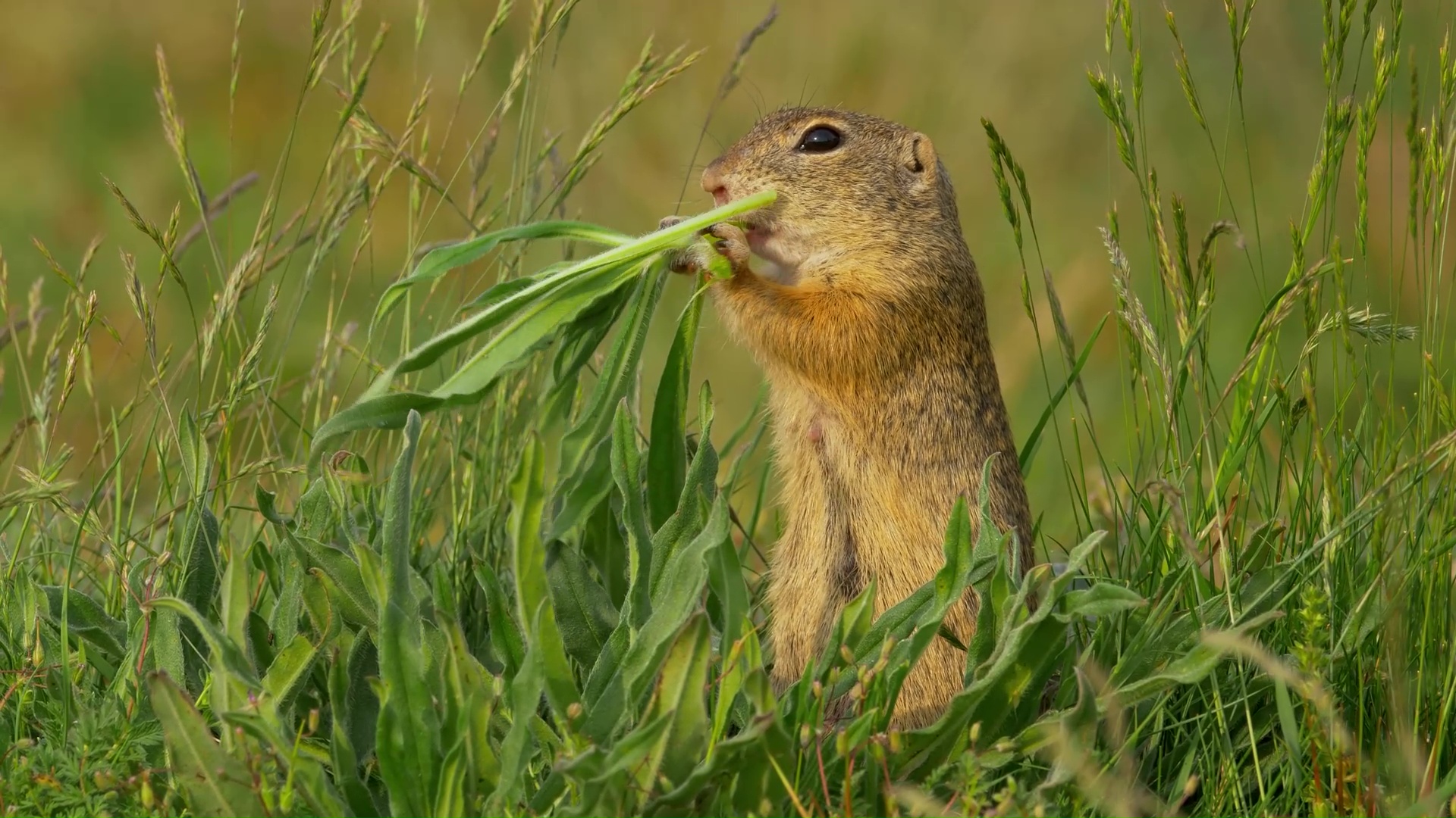 Ardilla sigue comiendo mientras vigila depredadores