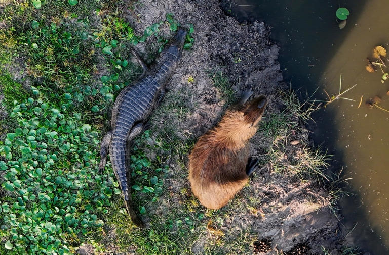 Why crocodiles don’t eat capybaras? What’s really going on