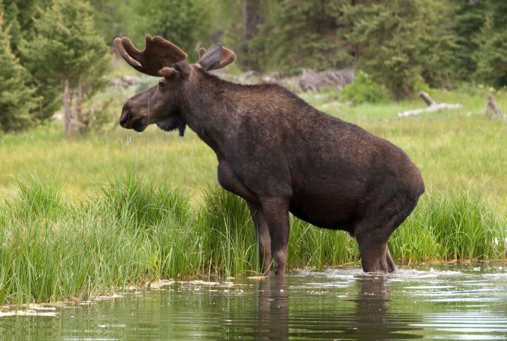 Creatures in America you don't want to cross paths with