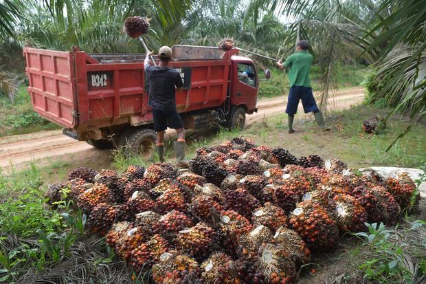 Adu kinerja emiten sawit konglomerat: TAPG, AALI, SSMS, LSIP, siapa ...
