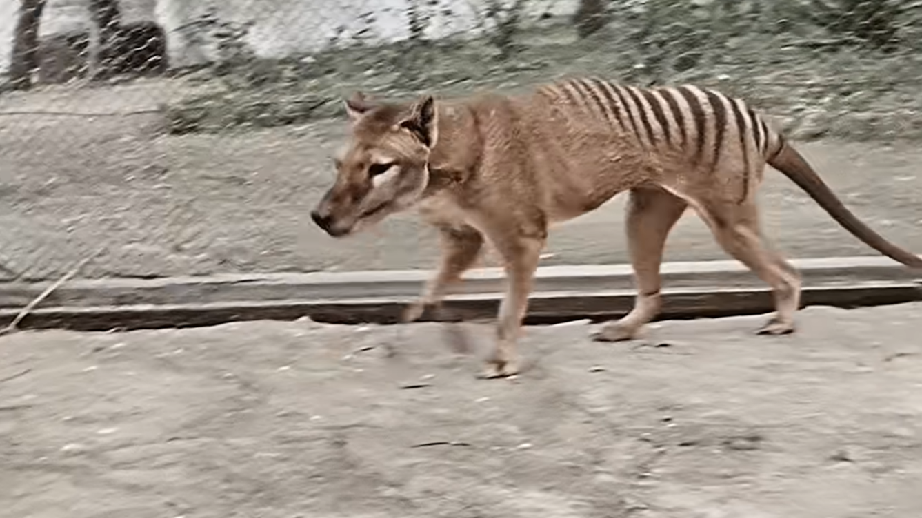 It looked like a dog - but it was something far stranger