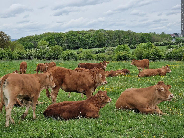 Louisa County Sheriff’s Office: 11 cows found after going for 'long walk'