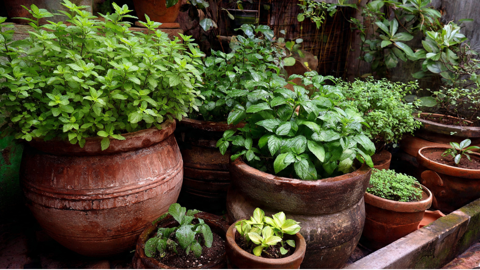 5 medicinal plants to grow at home for natural healing
