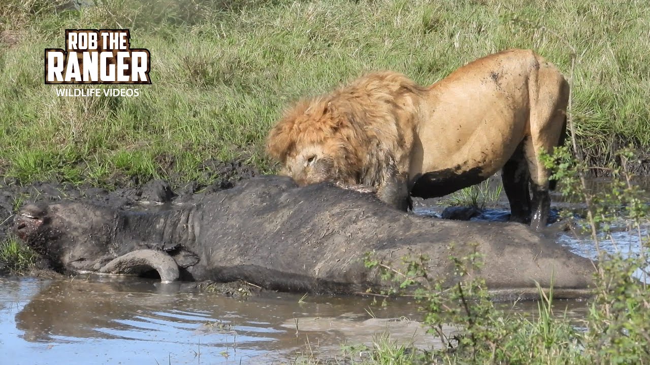 Hungry lions eat a messy and muddy wild buffalo breakfast