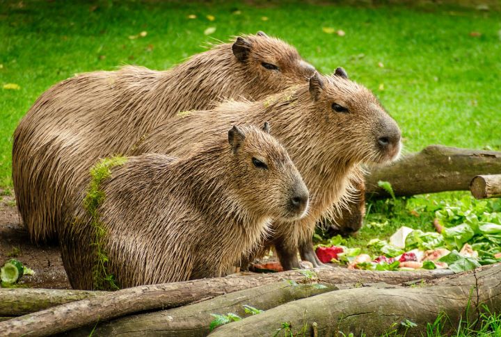 10 rodents that will challenge everything you knew about these little ...