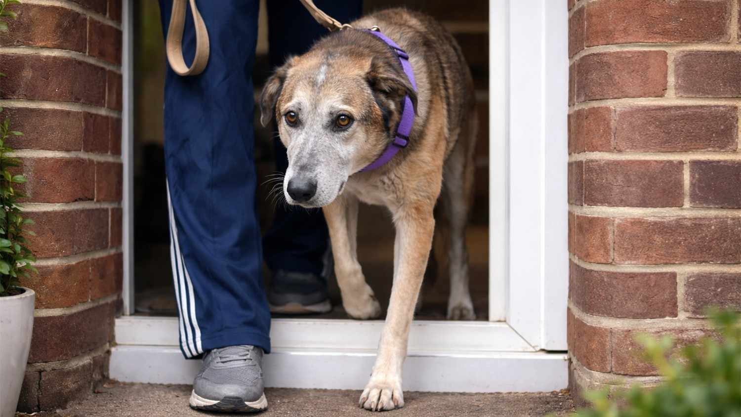 Watch the moment this elderly rescue dog goes on her first ever walk