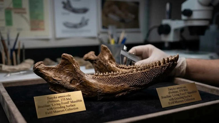 Scientists baffled by 275-million-year-old living fossil in Brazil with ...