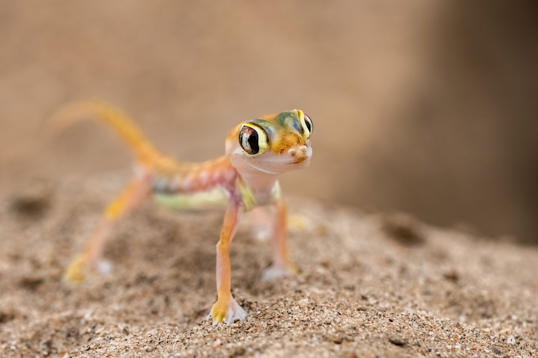 20 surprisingly see-through animals