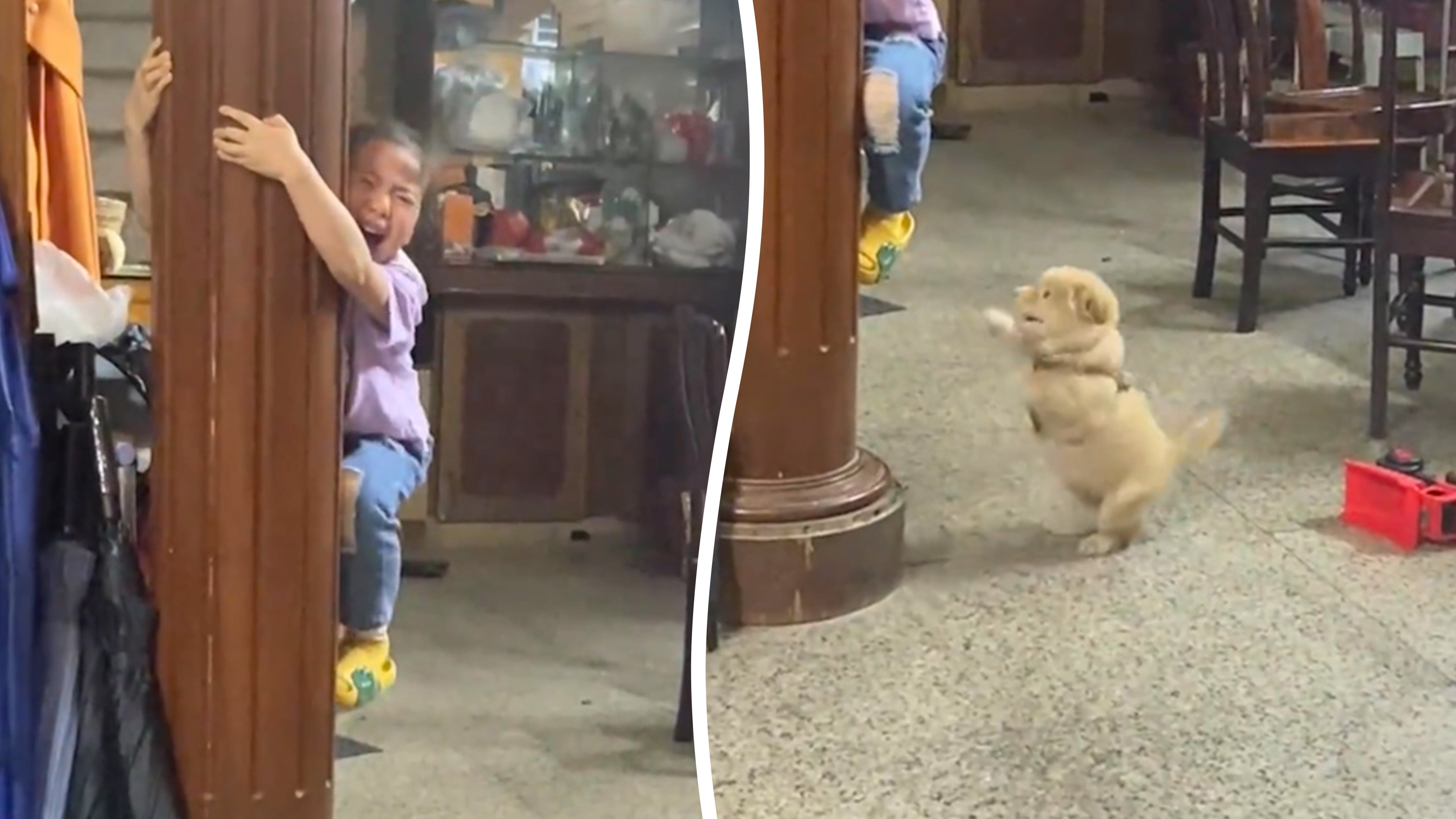 Funny moment little girl clings to pillar to flee tiny, fluffy puppy