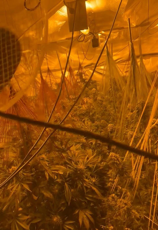 Large scale cannabis farm discovered in Preston