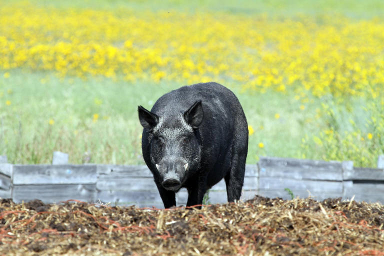 Alberta testing AI-powered drone technology in battle against wild boar