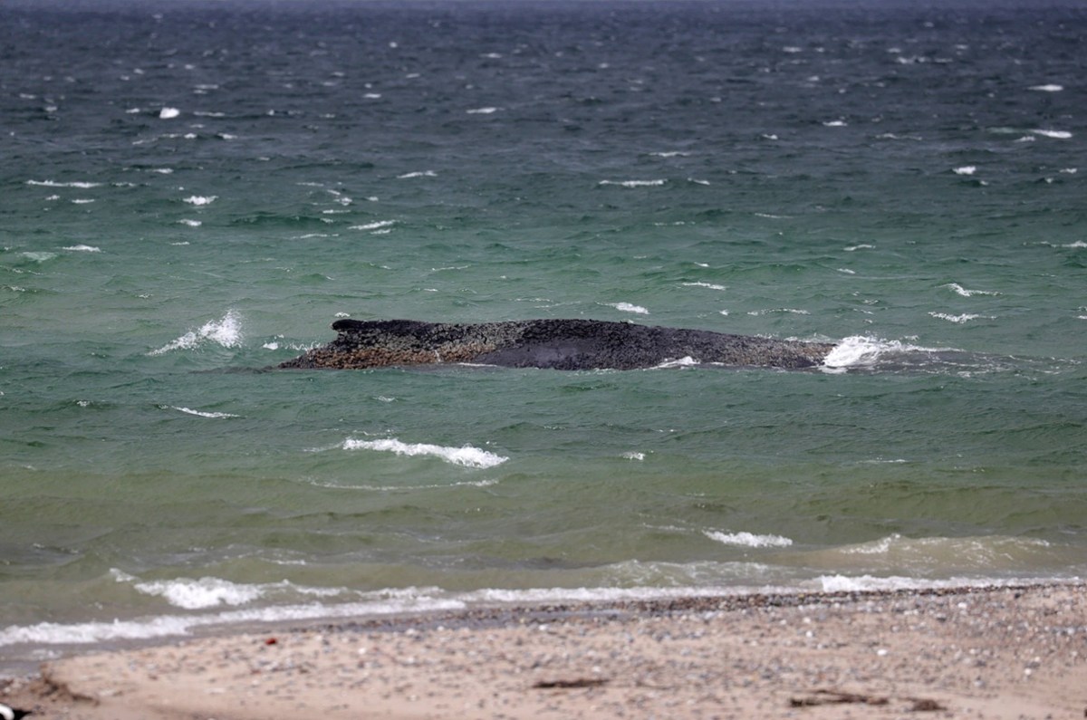 Rätsel um verirrten Ostsee-Buckelwal! Studie bringt plötzlich ein ...