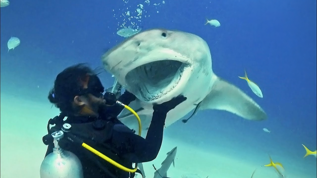 Mark Vins gets up close with a tiger shark