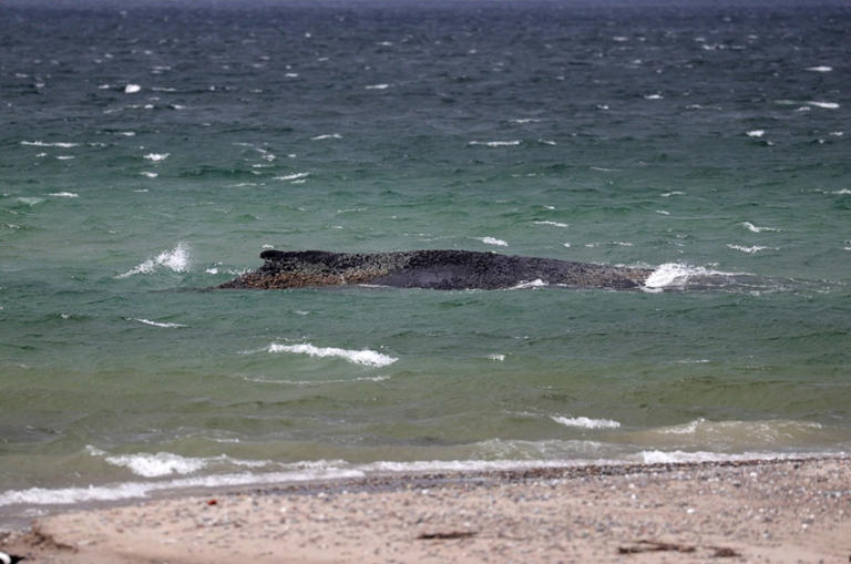 Rätsel um verirrten Ostsee-Buckelwal! Studie bringt plötzlich ein ...