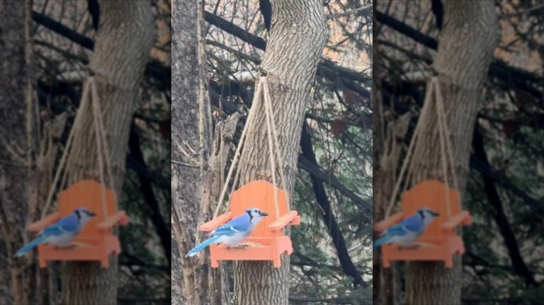 This affordable Aldi bird feeder feeds birds in an oddly satisfying way