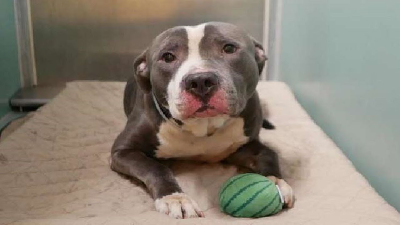 Woman races to save dog moments before euthanasia