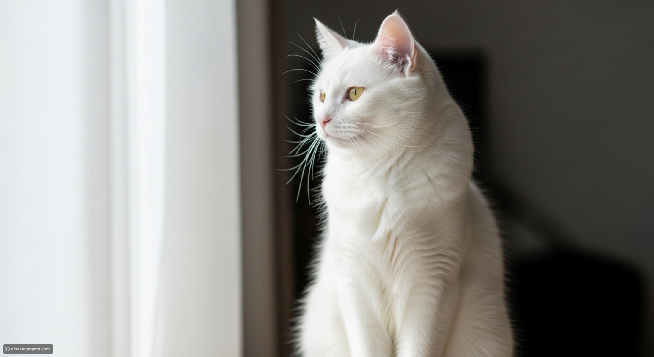 What color cat are you by birth month with unique feline shades guide