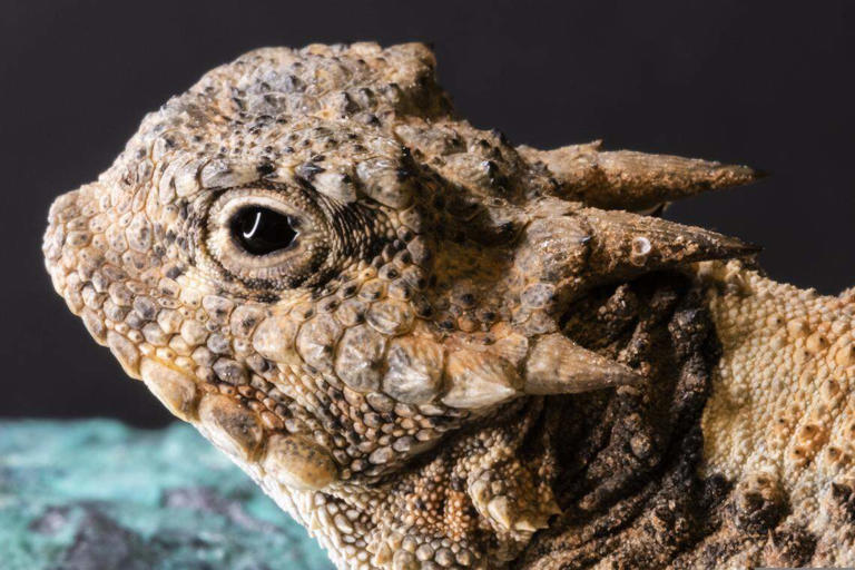 Meet the horned lizard: The toad-like reptile that shoots blood from ...