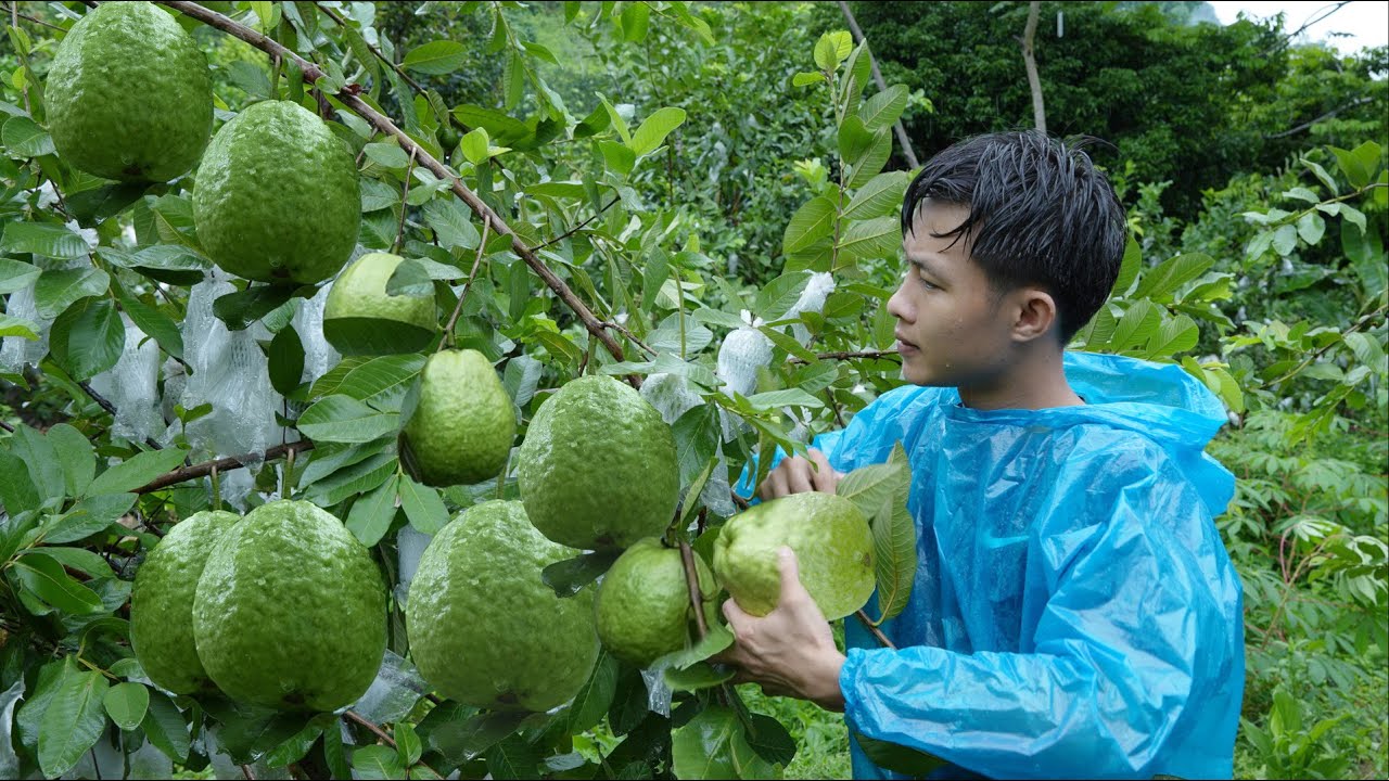 Harvesting guava, market selling, and cleaning a new garden