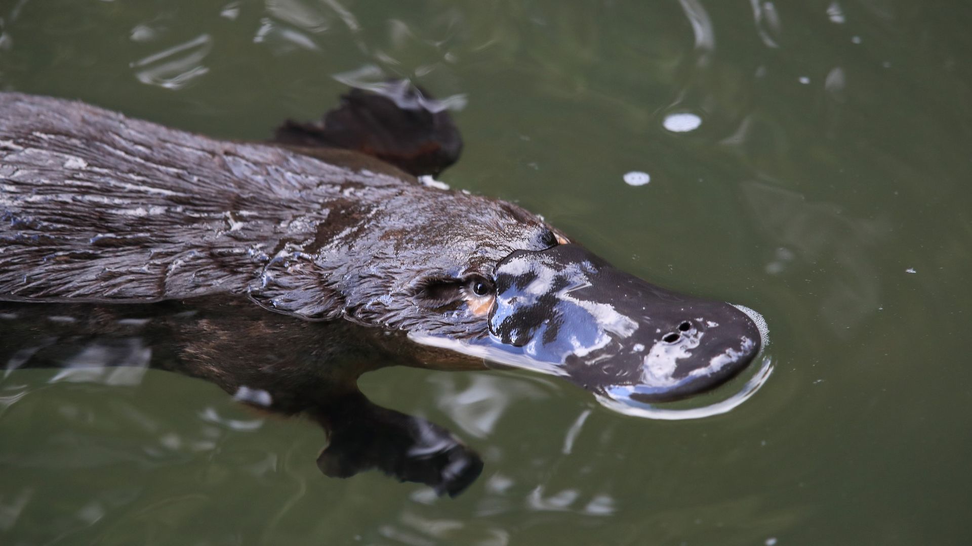 The most venomous animals in the world