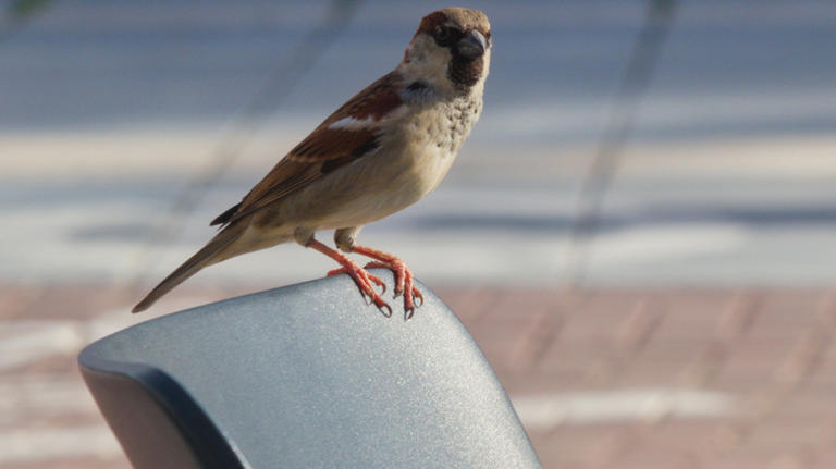 This affordable Aldi bird feeder feeds birds in an oddly satisfying way