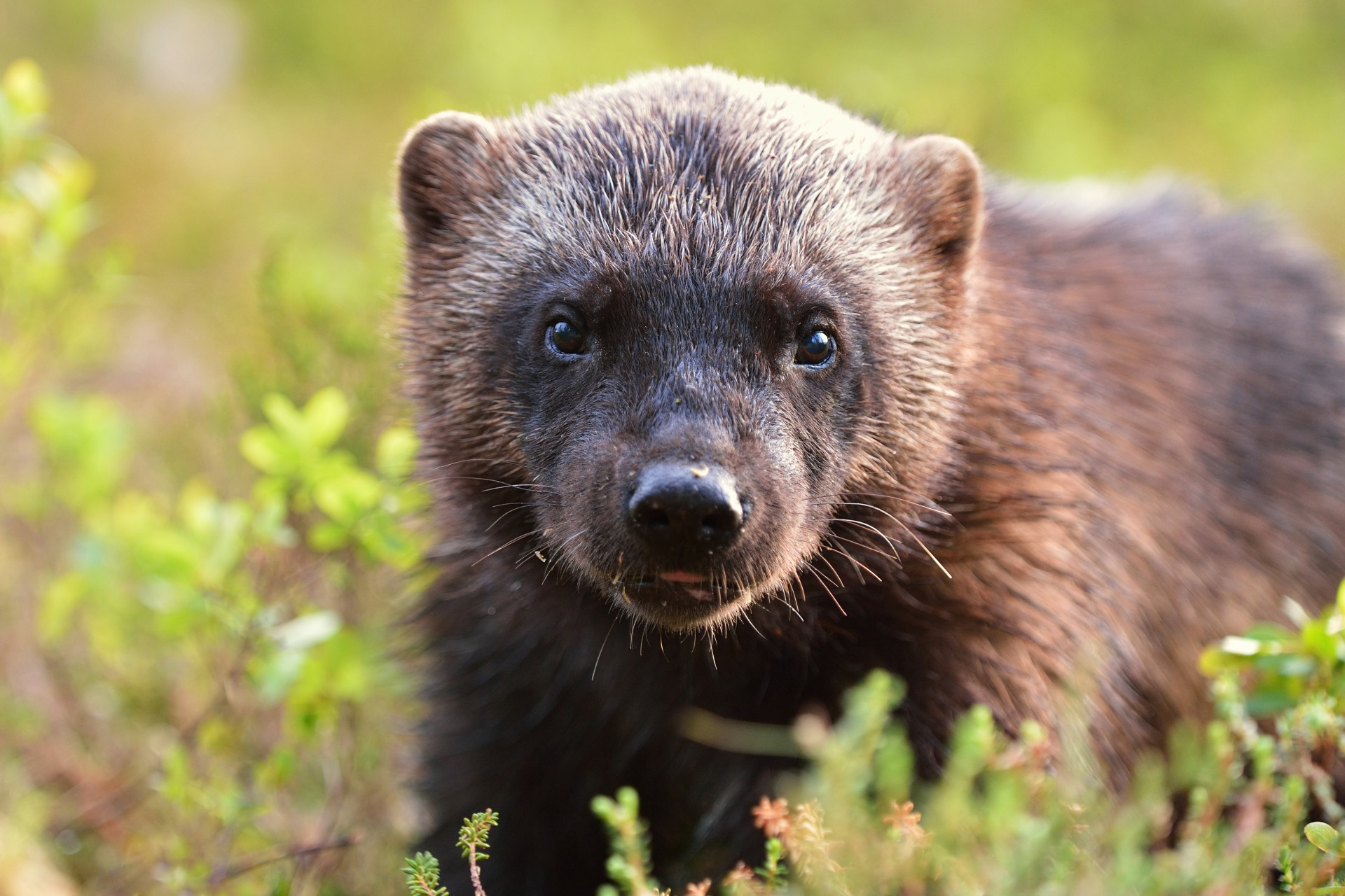 Adorable animals that can be very dangerous