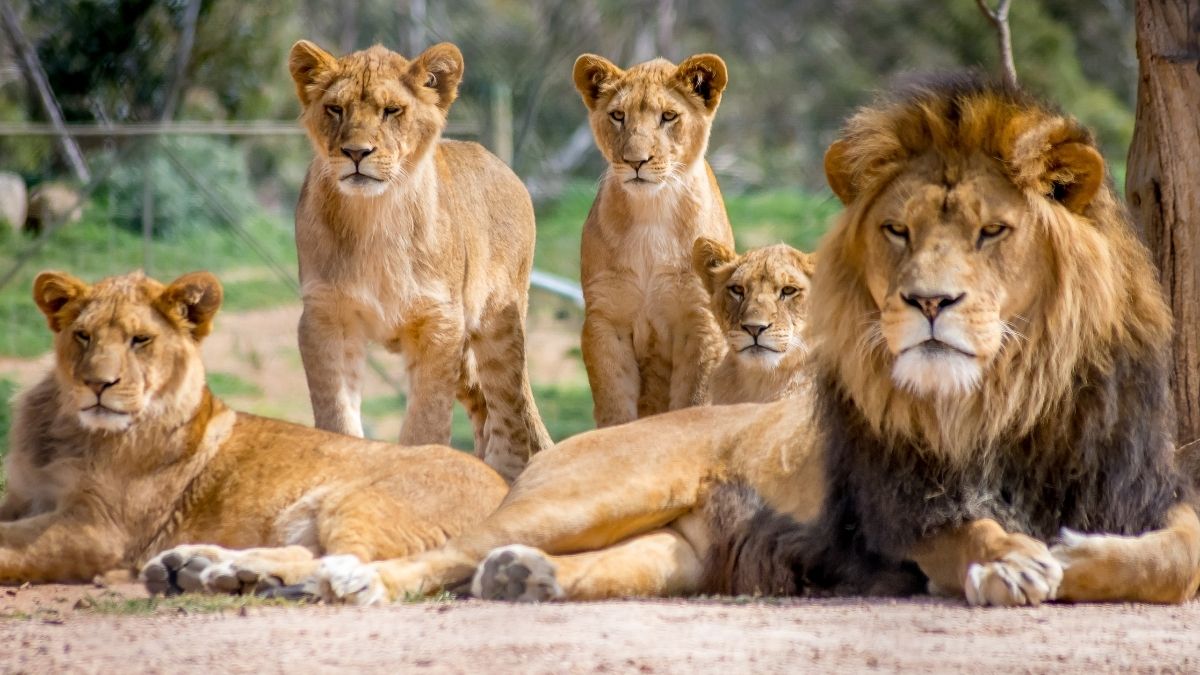 What is a group of lions called?
