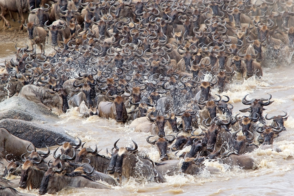 16 safari mistakes you should never make