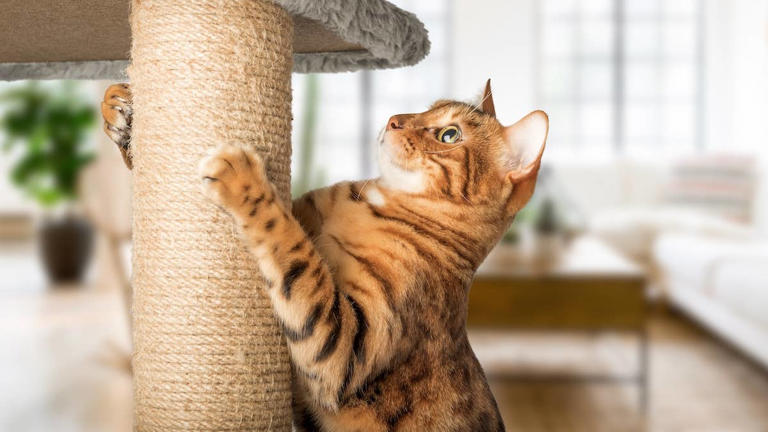 Rare Bengal-Maine coon mix perched on his cat tree could be king of the ...