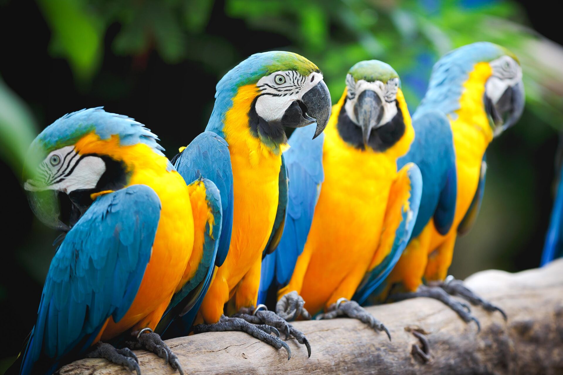 200 years later: The return of the macaw to Rio de Janeiro