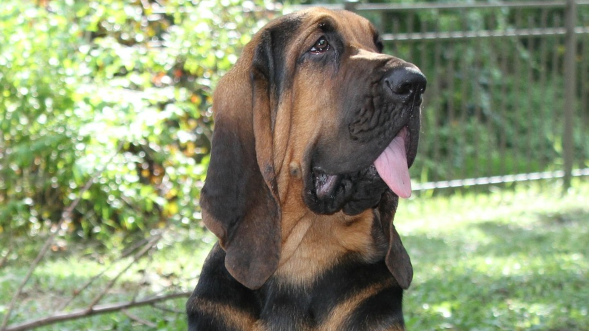 7 things your dog feels when you ignore him