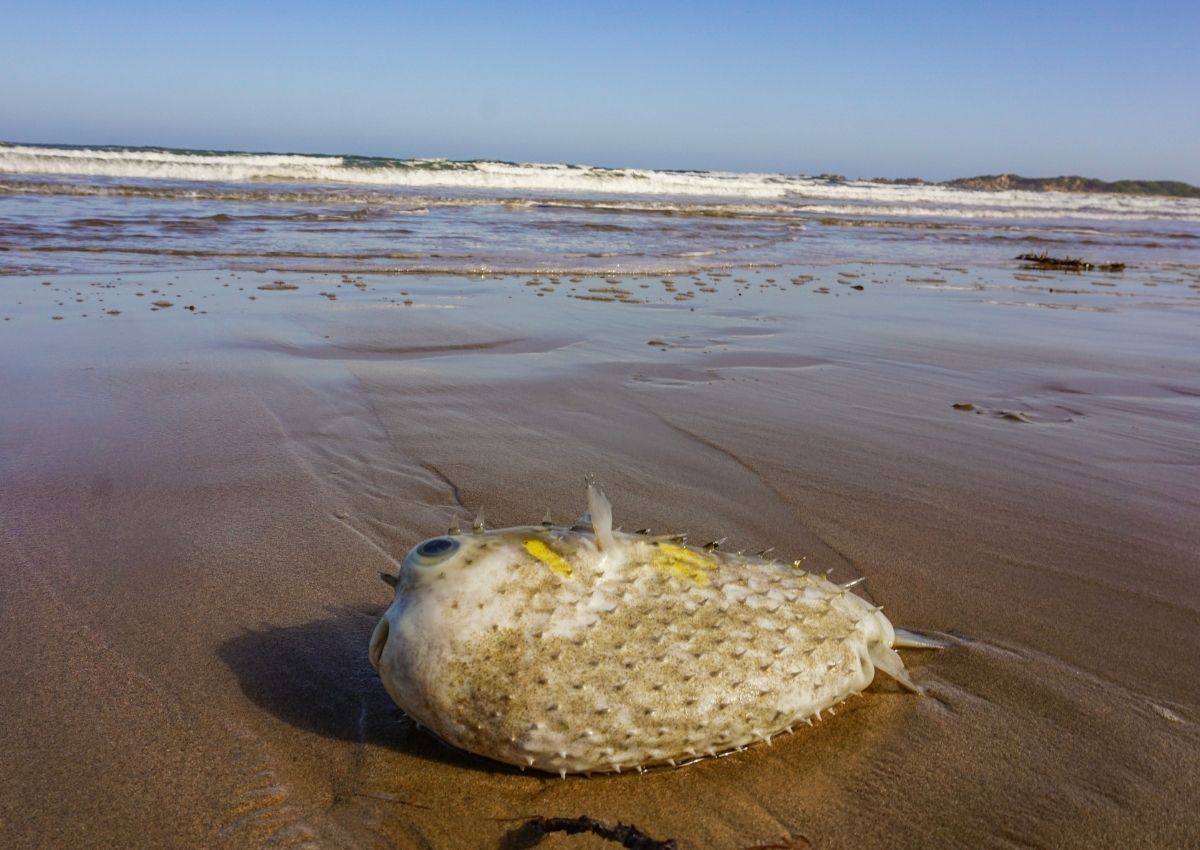 City of Cape Town confirms no toxic puffer fish in Muizenberg