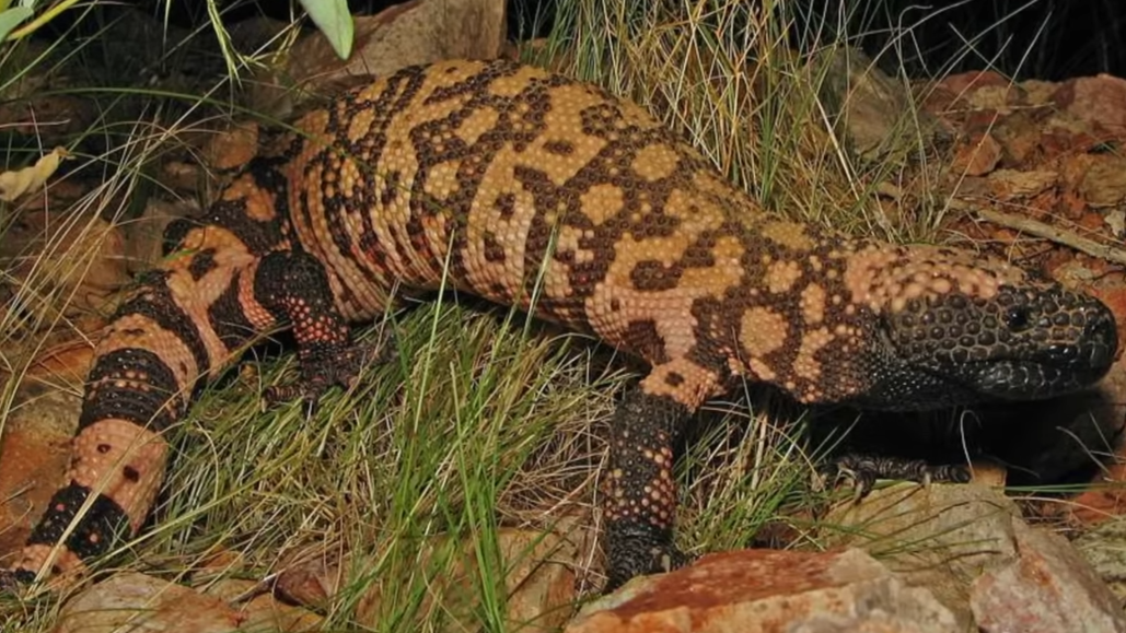 Watch why this pet gila monster case shocked reptile owners everywhere