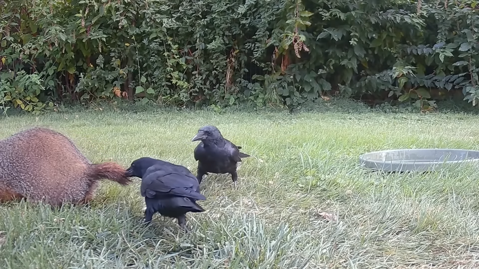 Watch why crows are actually evil