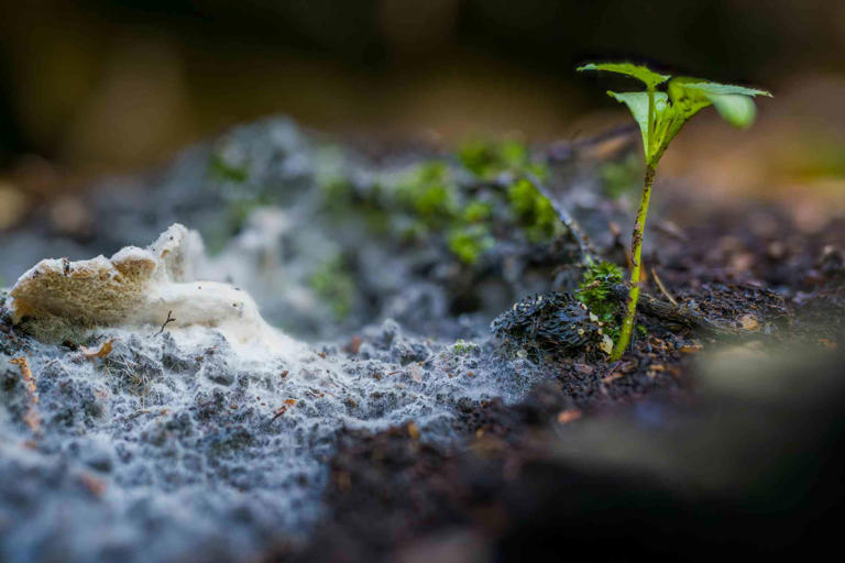 How hidden soil fungi 'steal' bacterial DNA to control the rain