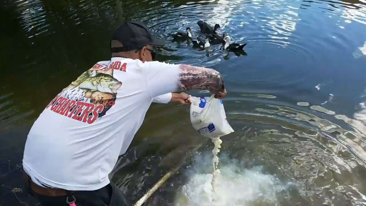 I used milk and rice to catch fish