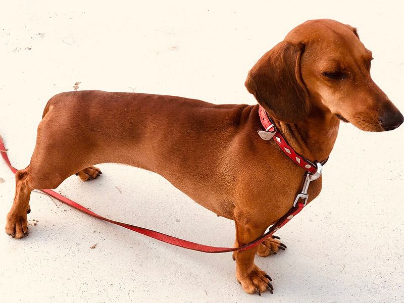 These 12 dog breeds don't like sharing your attention
