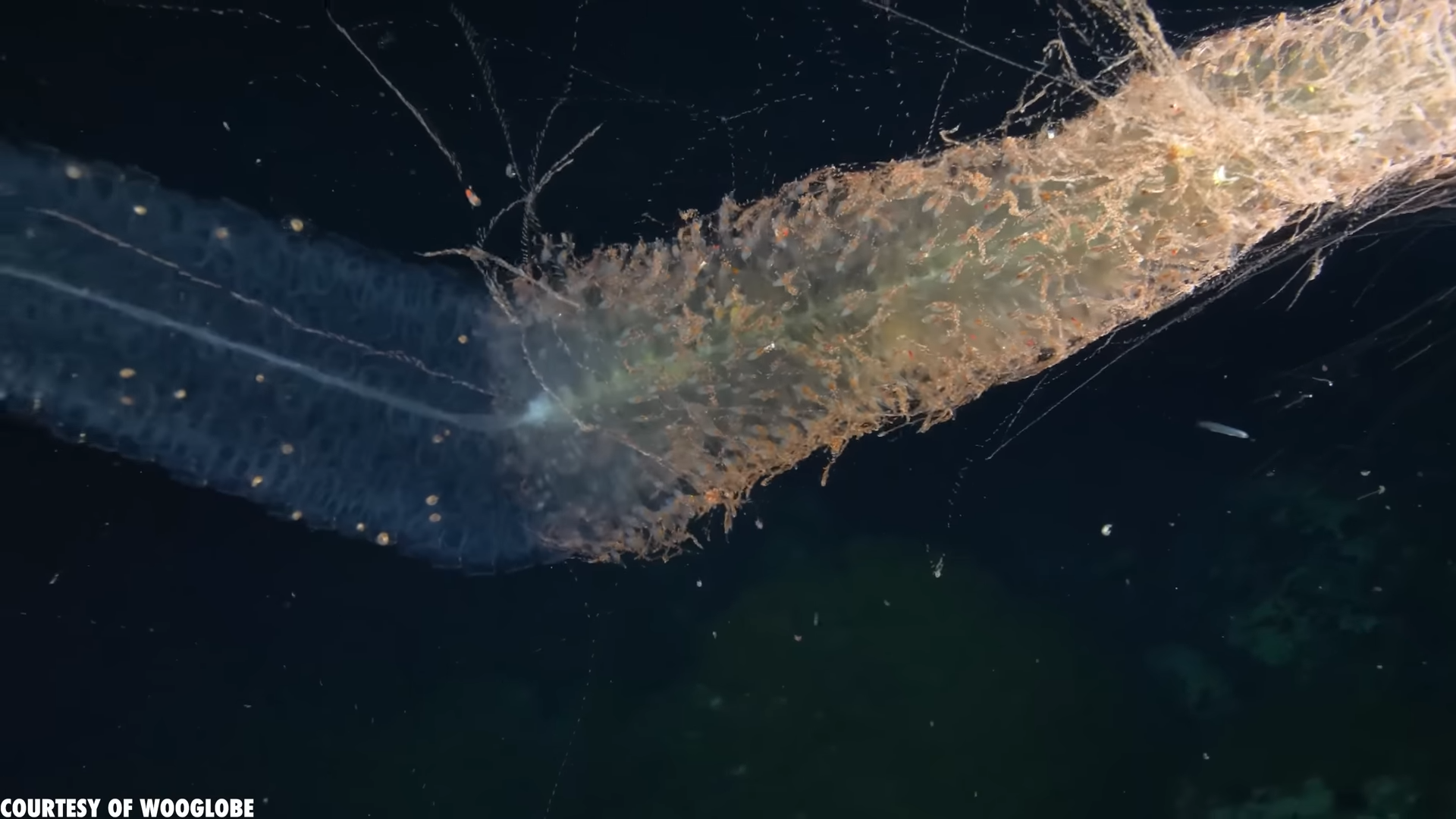 Watch what happens when a siphonophore’s venom needles hit flesh