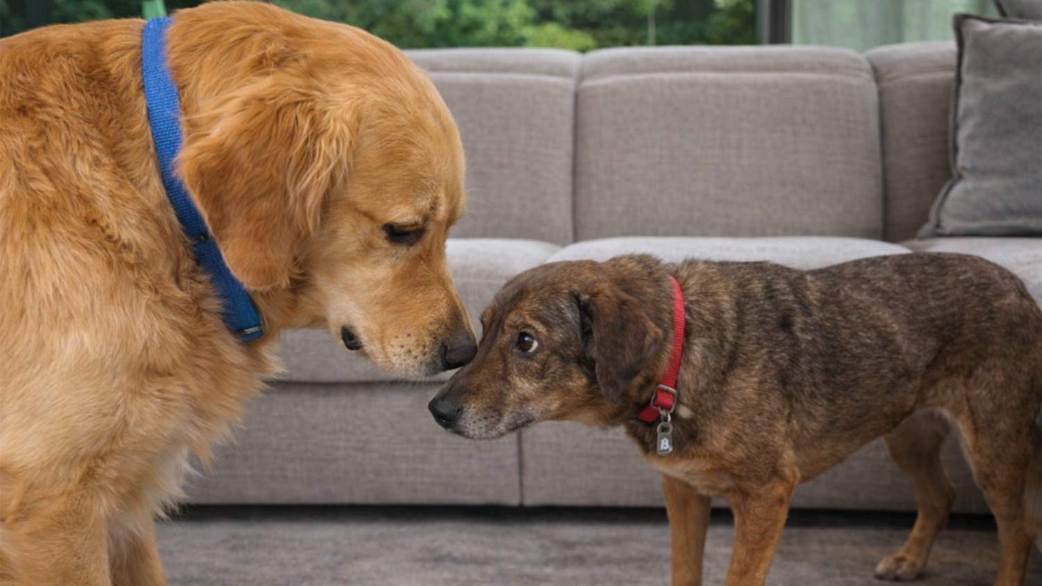 Golden retriever meets terrified rescue for the first time