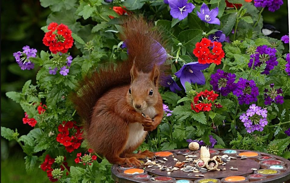 Squirrel-proof your garden: 6 plants that really keep pests away